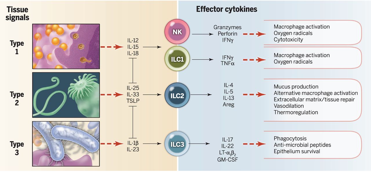 MOM | IDENTIFICAN UNA NUEVA POBLACION DE CELULAS LINFOIDES INNATAS QUE ...